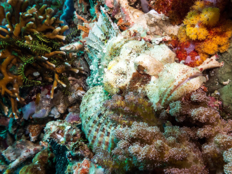 Scorpion Fish Facts: their habitat and physiology - Azul Unlimited