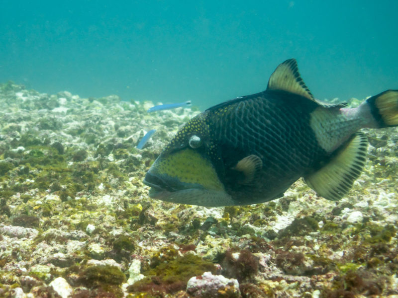 Titan Triggerfish - The ugly fish with a bad attitude!