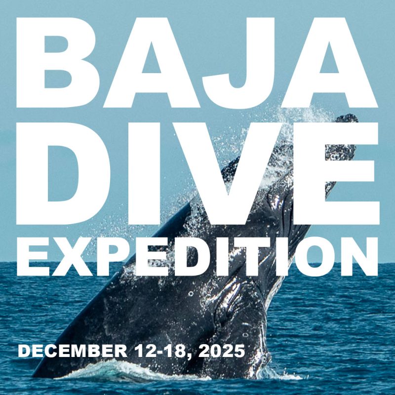 Upcoming Diving Expeditions - Azul Unlimited